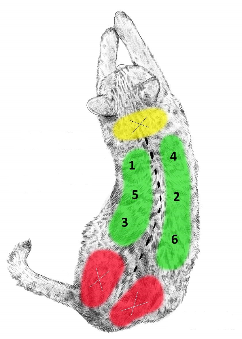 FIP Treatment – Treat FIP